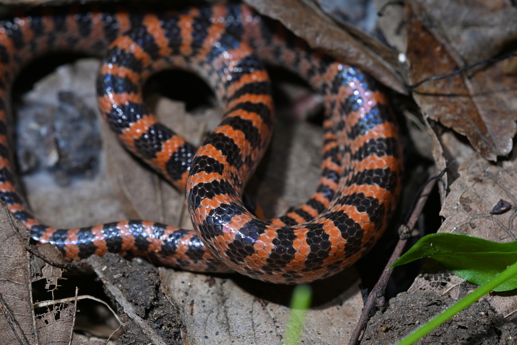 Red-banded Snake from 中国安徽省合肥市蜀山区 on April 22, 2023 at 12:27 PM by ...