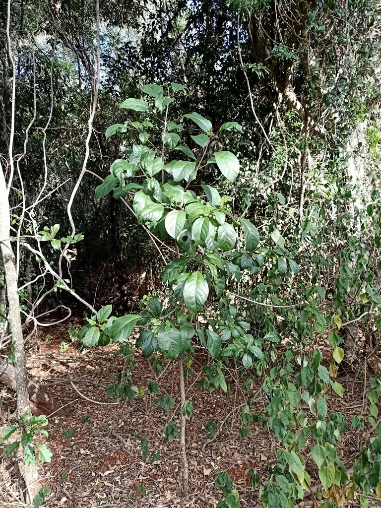 plants from Tablelands QLD 4605, Australia on April 23, 2023 at 02:44 ...