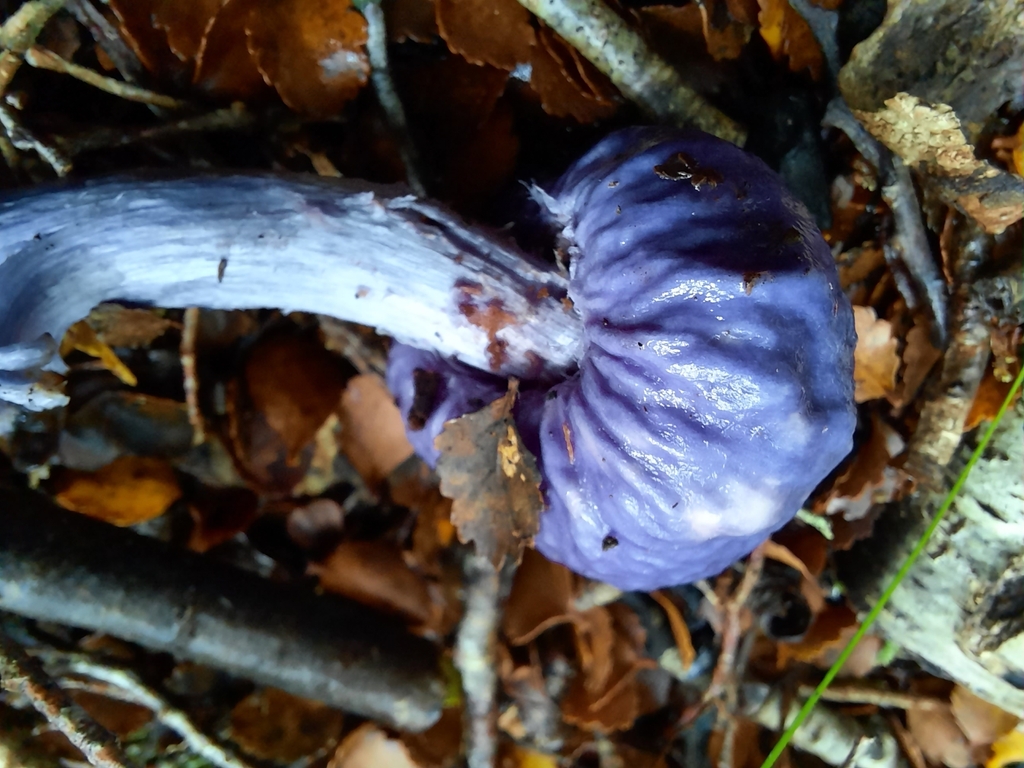 Webcaps from Stockton, New Zealand on April 23, 2023 at 12:16 PM by ...