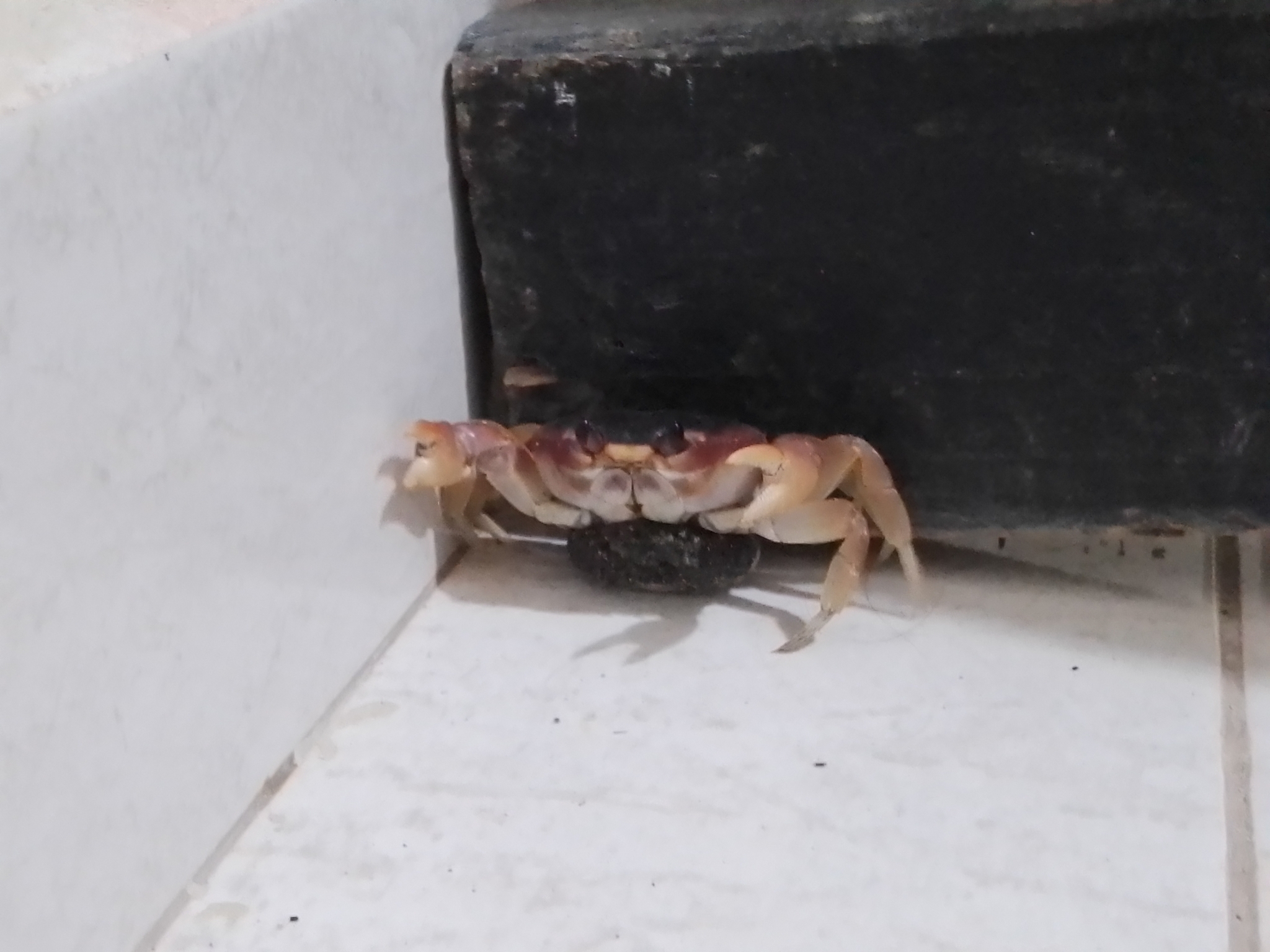 Gecarcinus lateralis Guérin, 1832