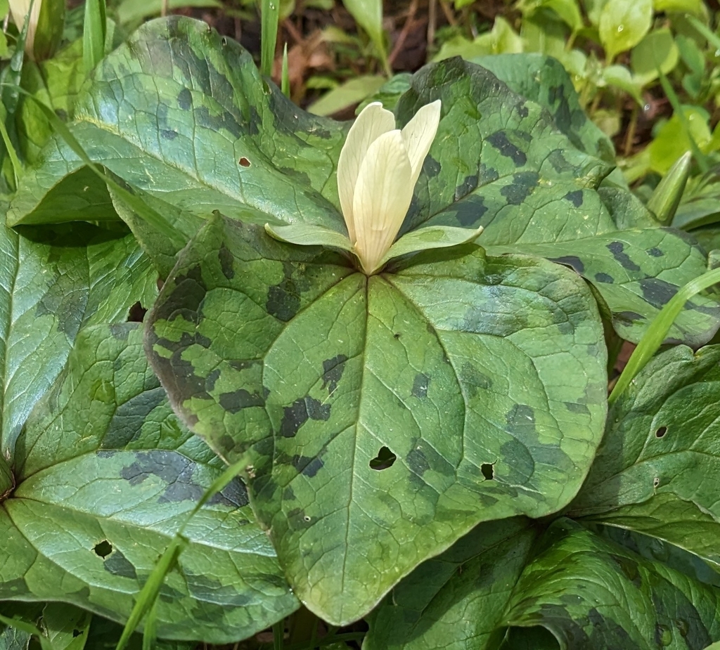 smallflower wakerobin in April 2023 by mjingalsbe. Lacamas Prairie ...