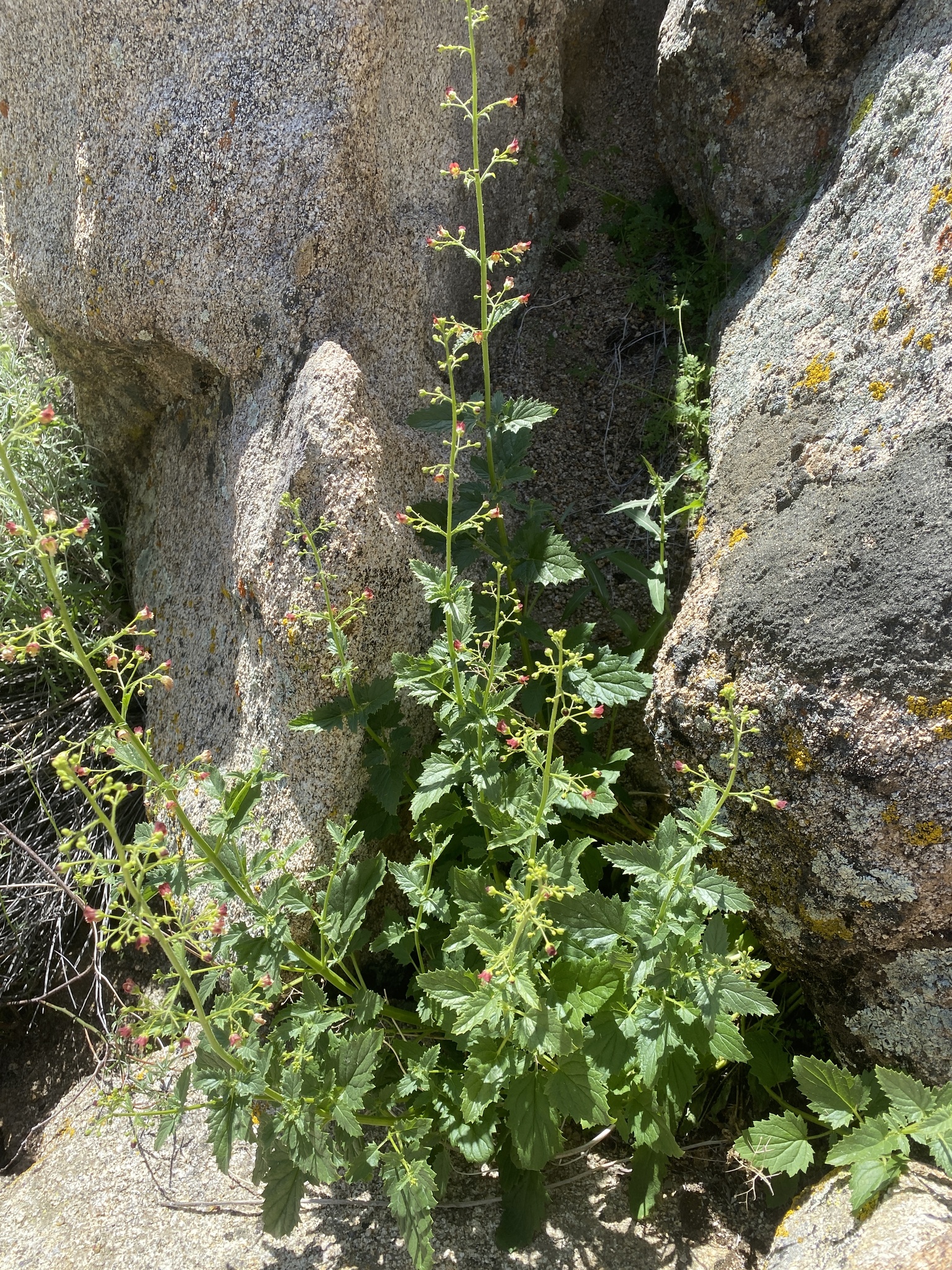 Scrophularia desertorum (Munz) R.J.Shaw