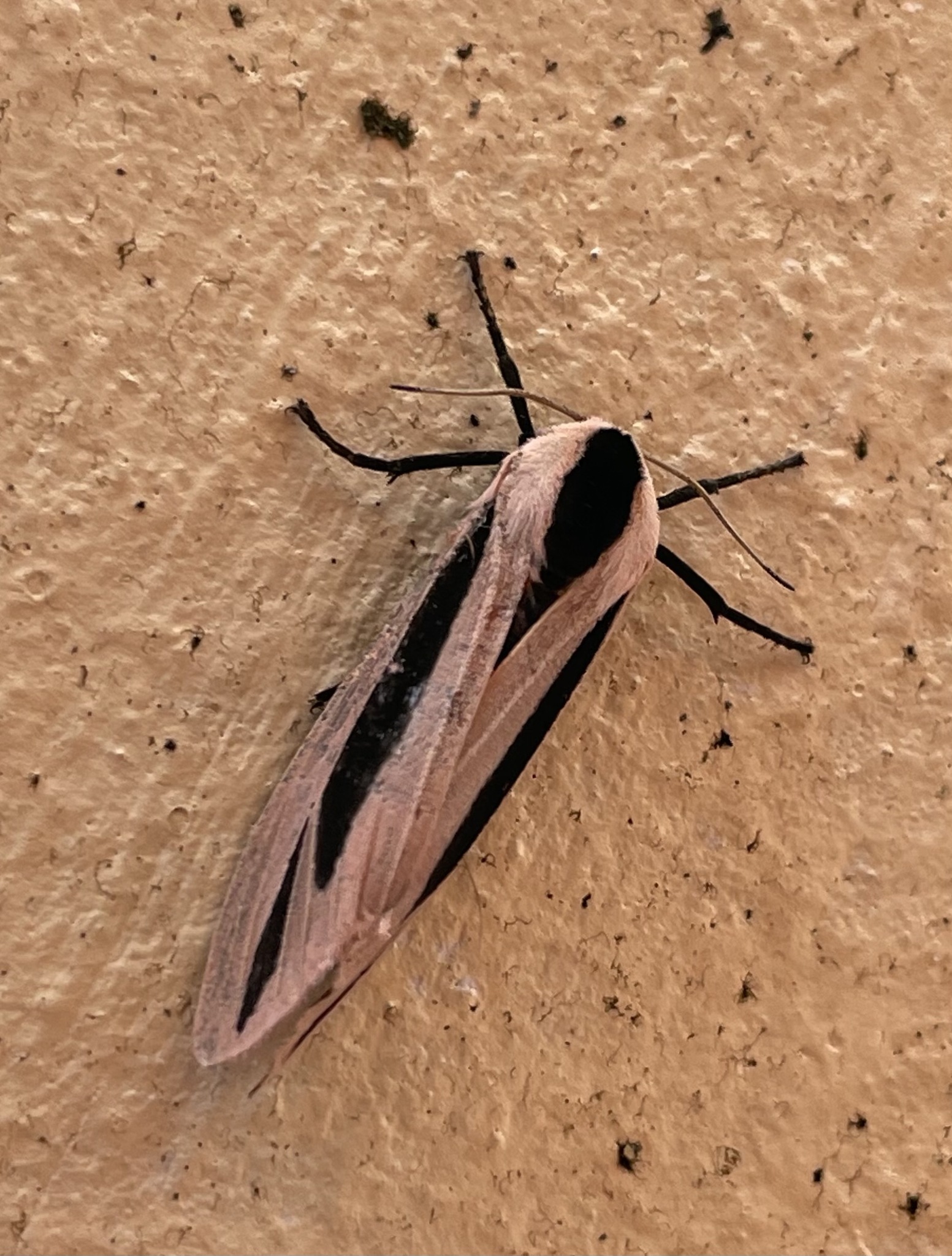 Creatonotos gangis Linnaeus, 1763