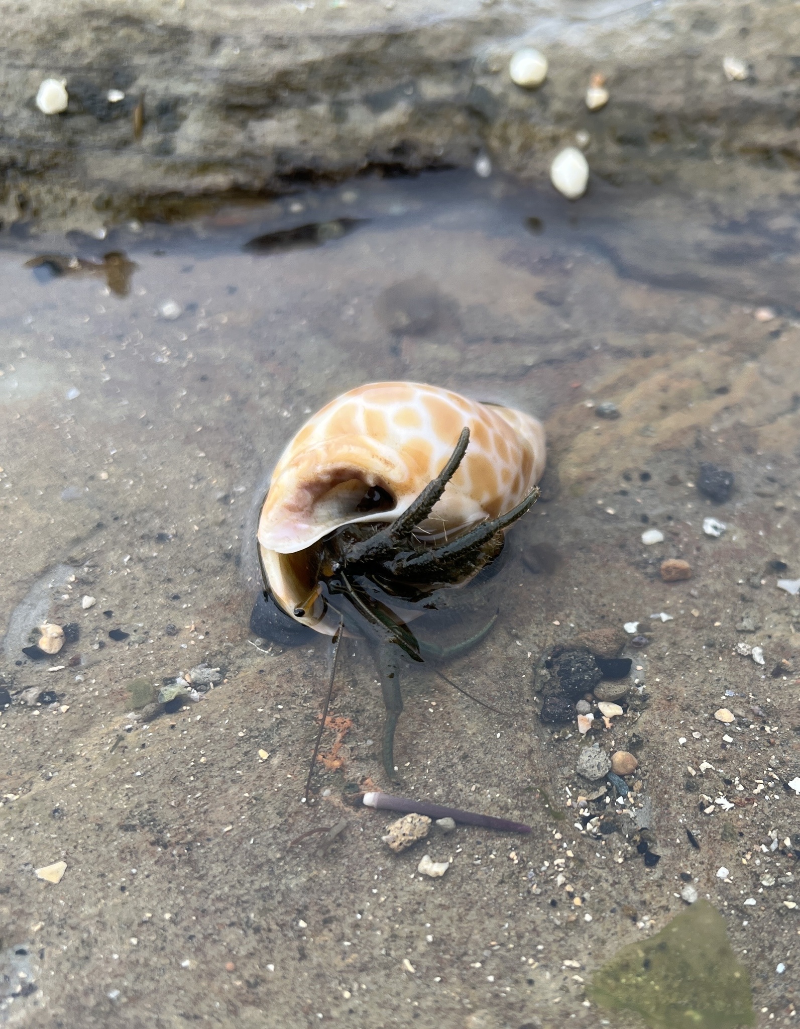Clibanarius longitarsus (De Haan, 1849)
