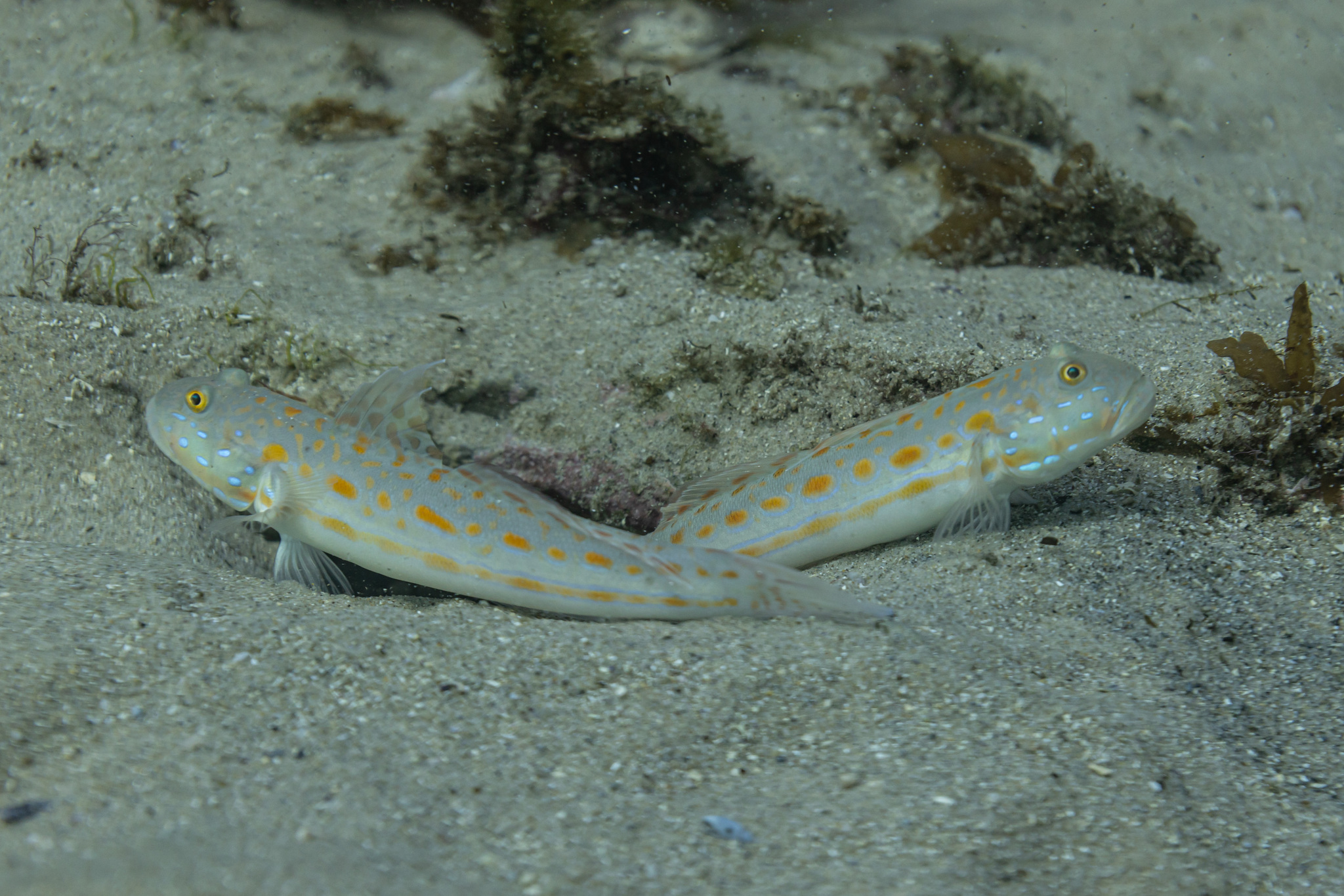 Valenciennea puellaris (Tomiyama, 1956)