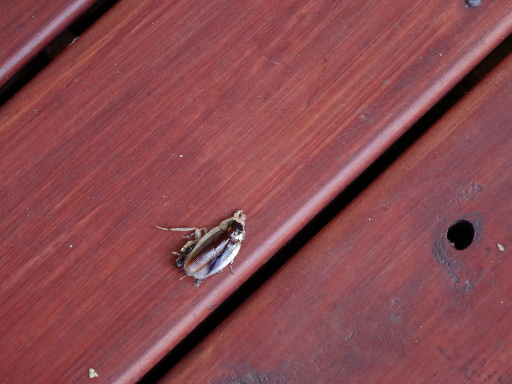 Common Methana from Smiths Lake NSW 2428, Australia on May 13, 2014 at ...