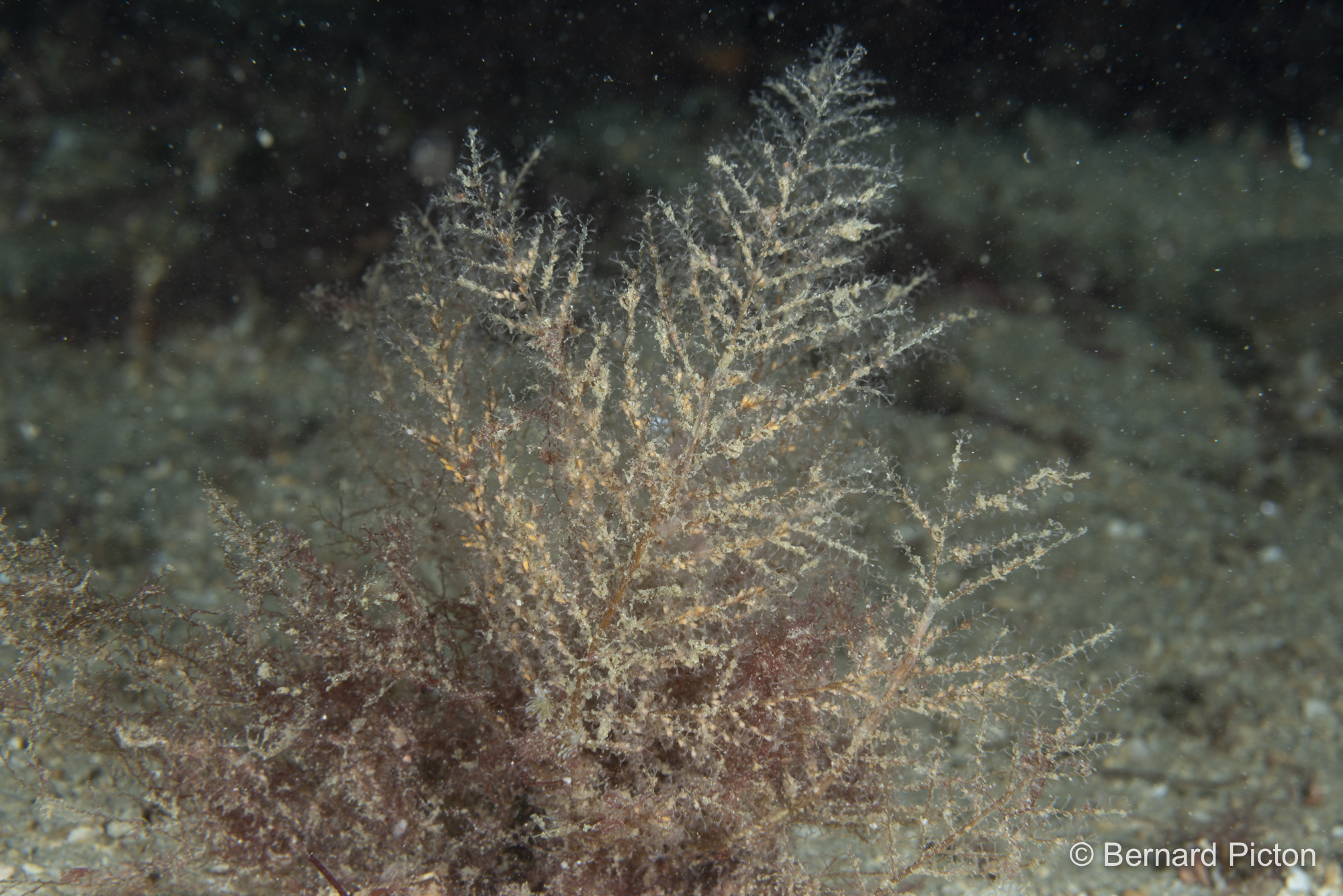 Halecium halecinum (Linnaeus, 1758)