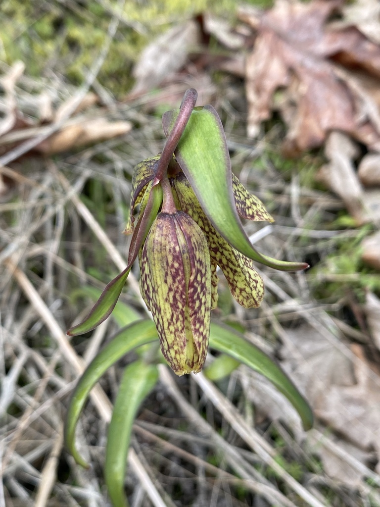 checker lily from Olympic National Forest, Shelton, WA, US on April 22 ...