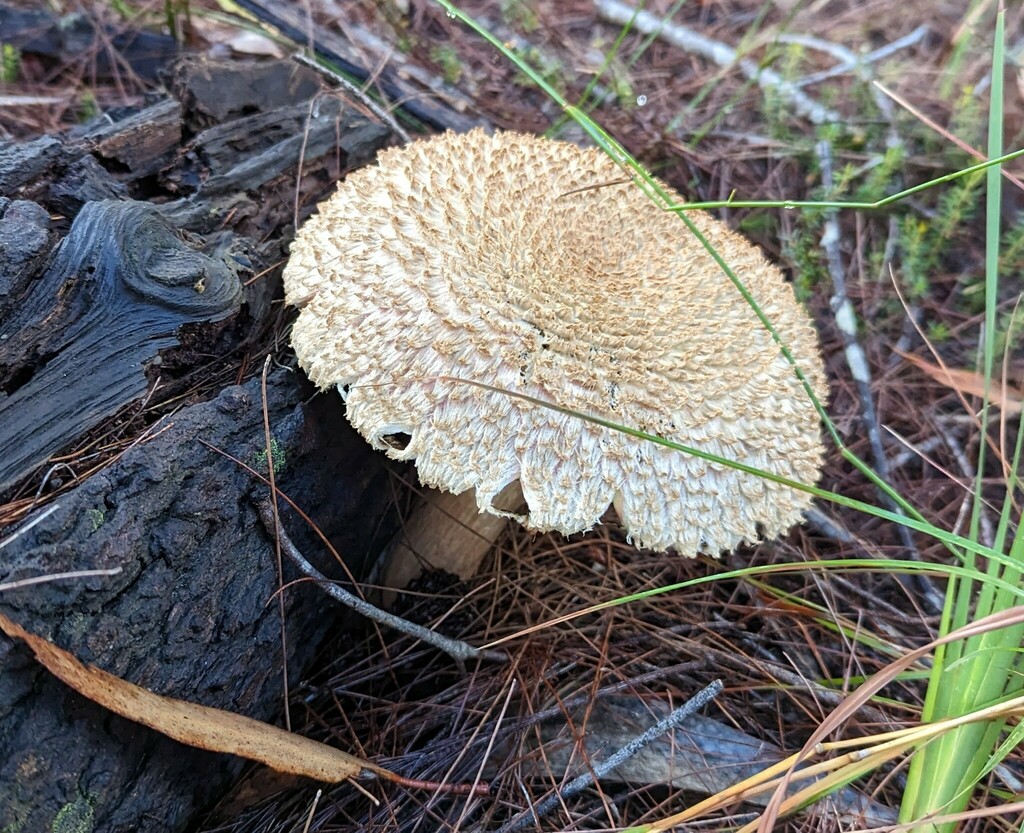 Boletellus from Sydney NSW, Australia on April 23, 2023 at 08:23 AM by ...