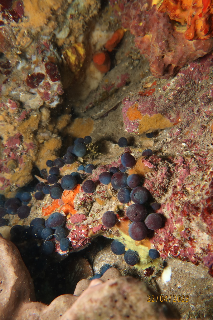 Sea olive from Carrickalinga South Beach, South Australia on April 23 ...