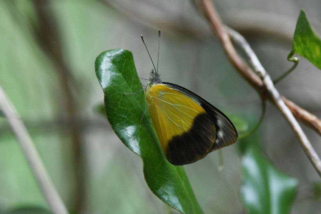 Common Albatross from 62-105 Elizabeth St, Urangan QLD 4655, Australia ...