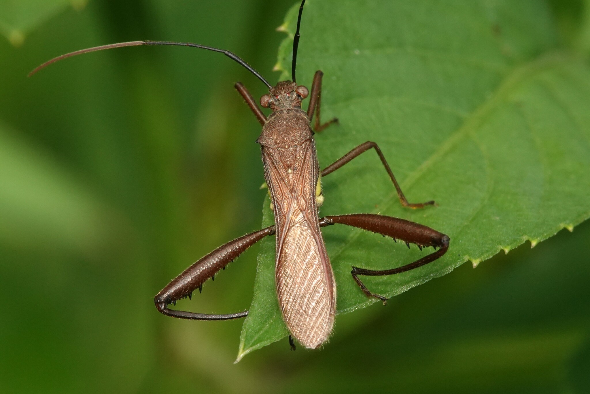 Riptortus linearis (Fabricius, 1775)