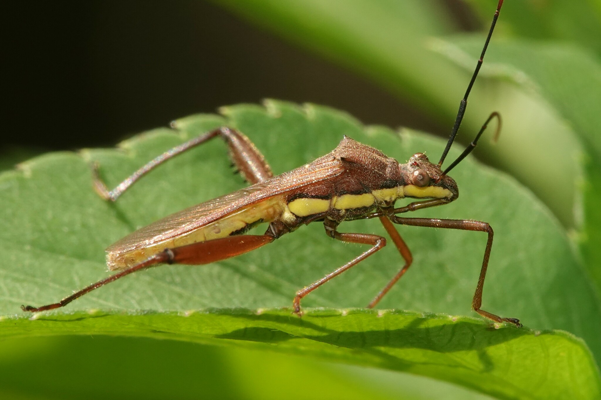 Riptortus linearis (Fabricius, 1775)