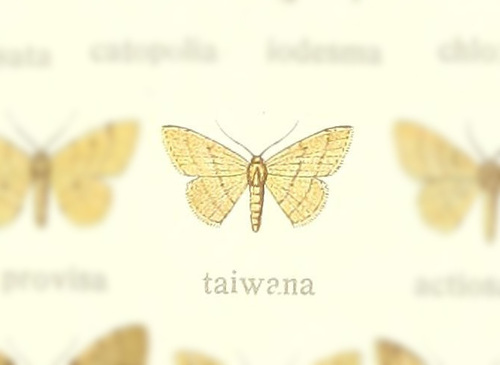 Idaea taiwana · iNaturalist United Kingdom