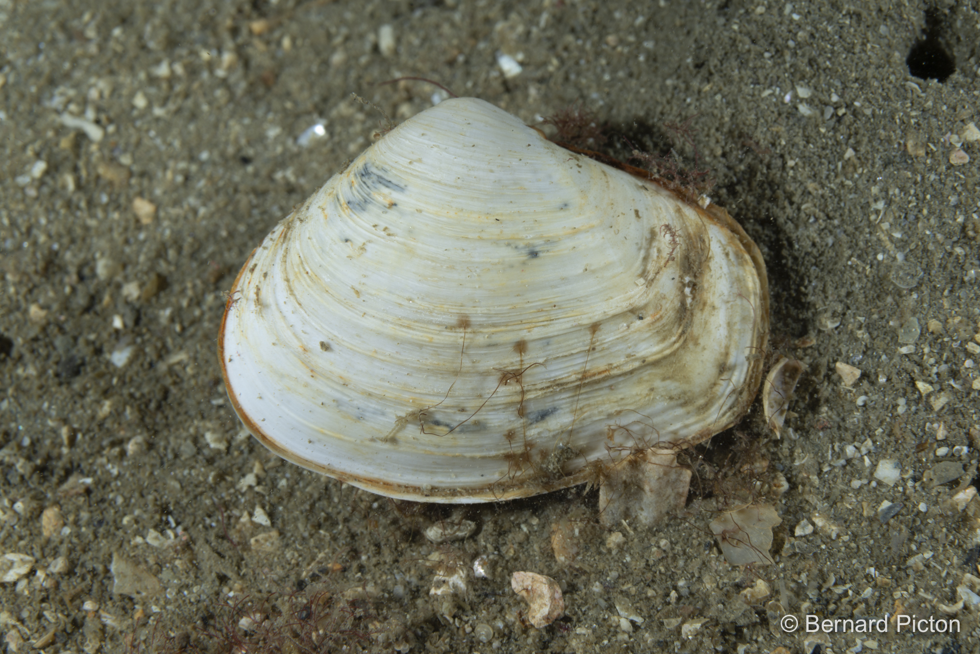 Thracia convexa (W.Wood, 1815)