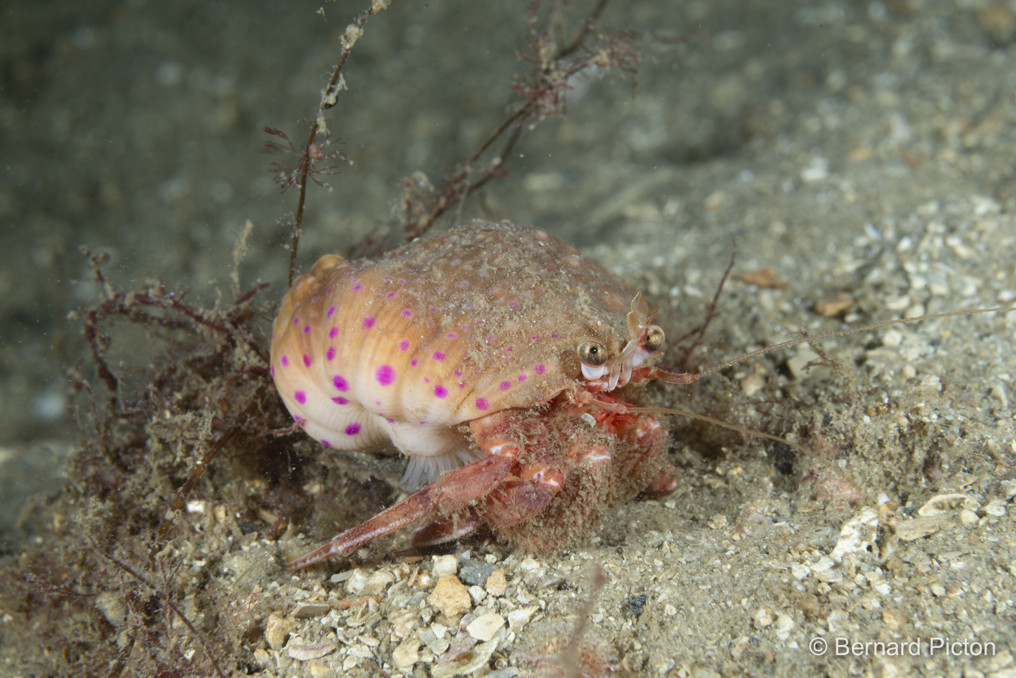 Adamsia palliata (Fabricius, 1779)