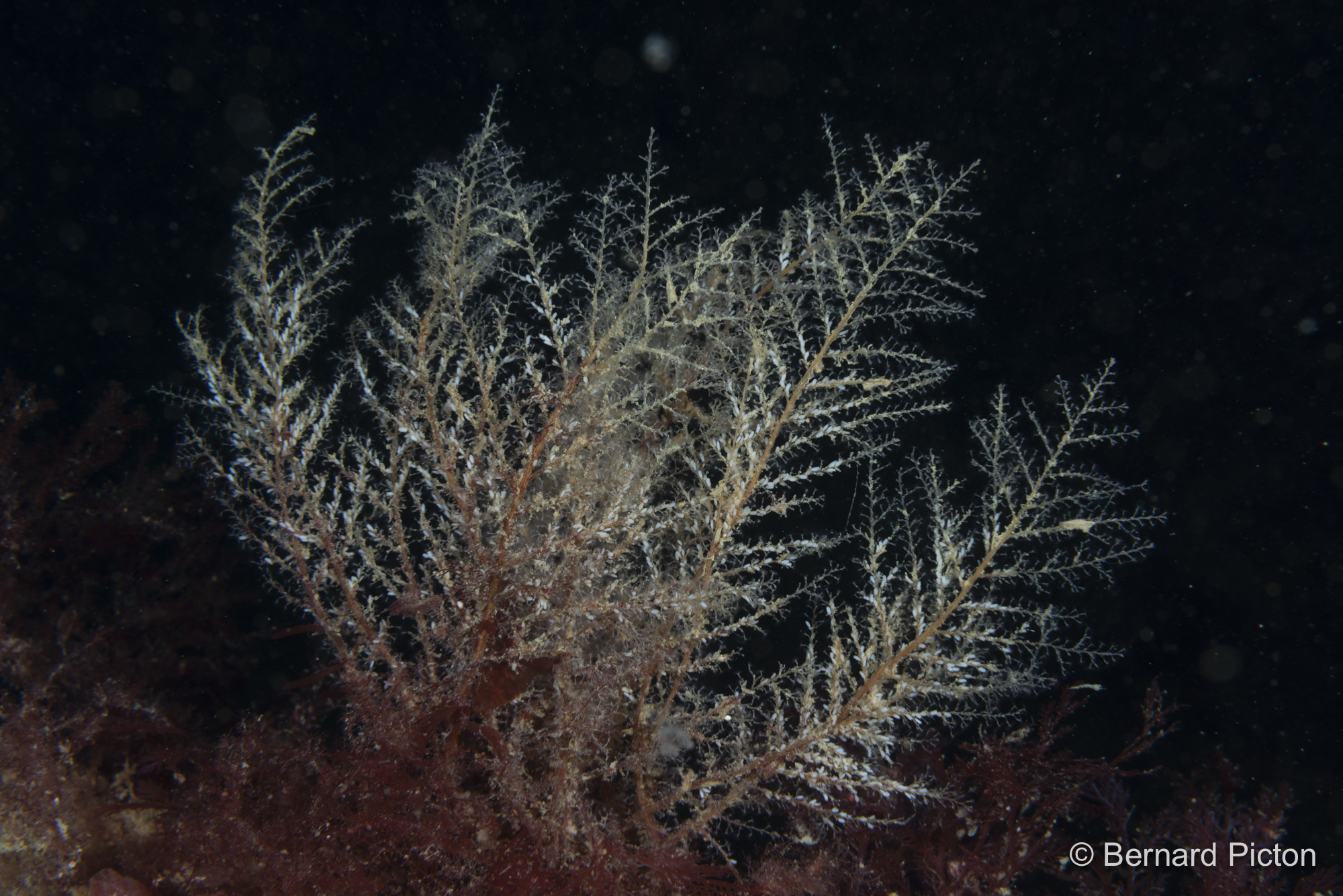 Halecium halecinum (Linnaeus, 1758)