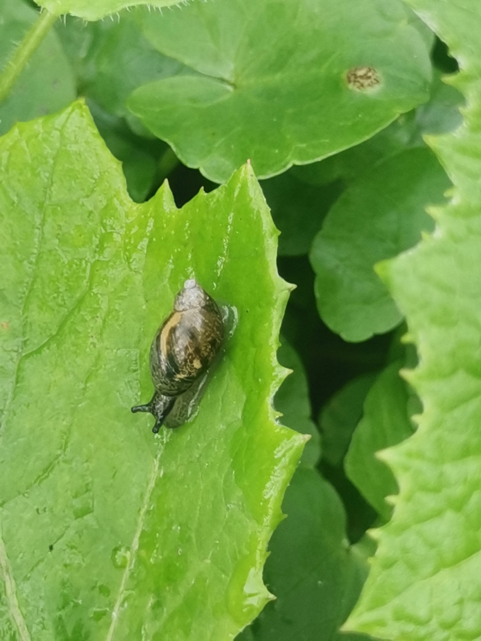 Succinea putris (Linnaeus, 1758)