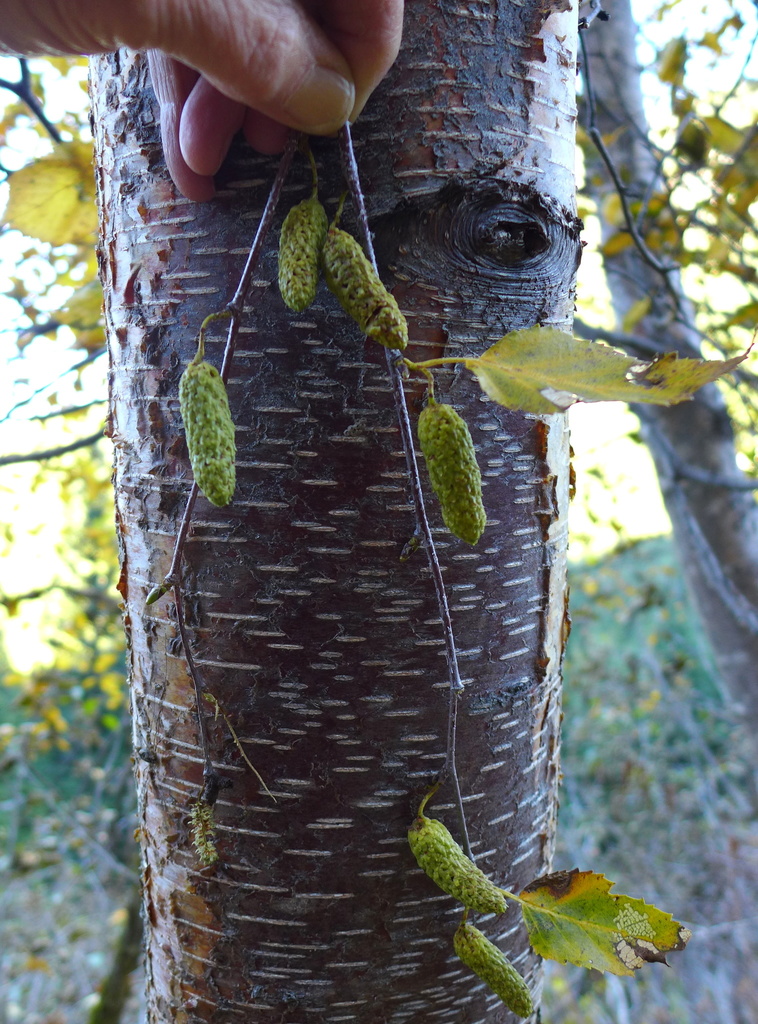 western paper birch (Common Identifiable Plants in Washington State ...