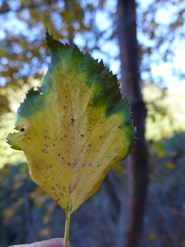 western paper birch (Common Identifiable Plants in Washington State ...