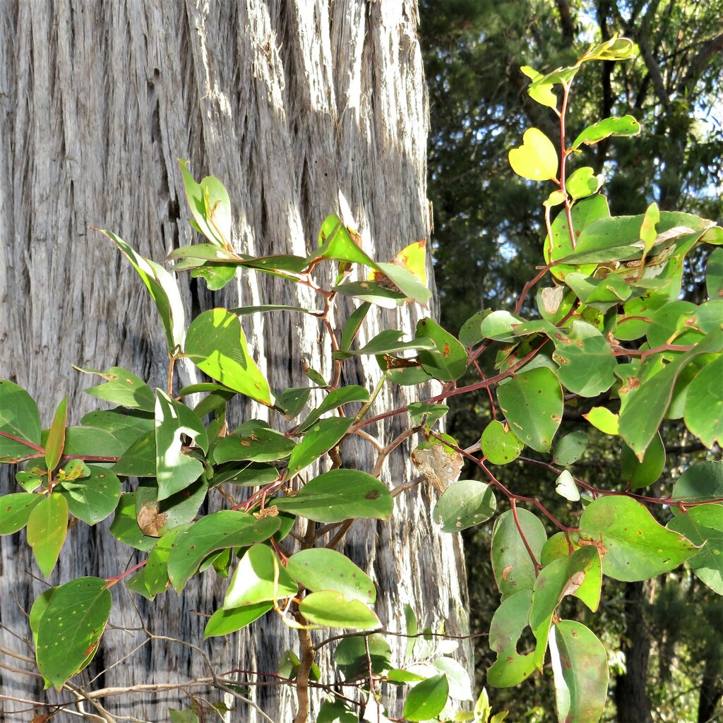 White Stringybark from Wallaga Lake NSW 2546, Australia on April 21 ...