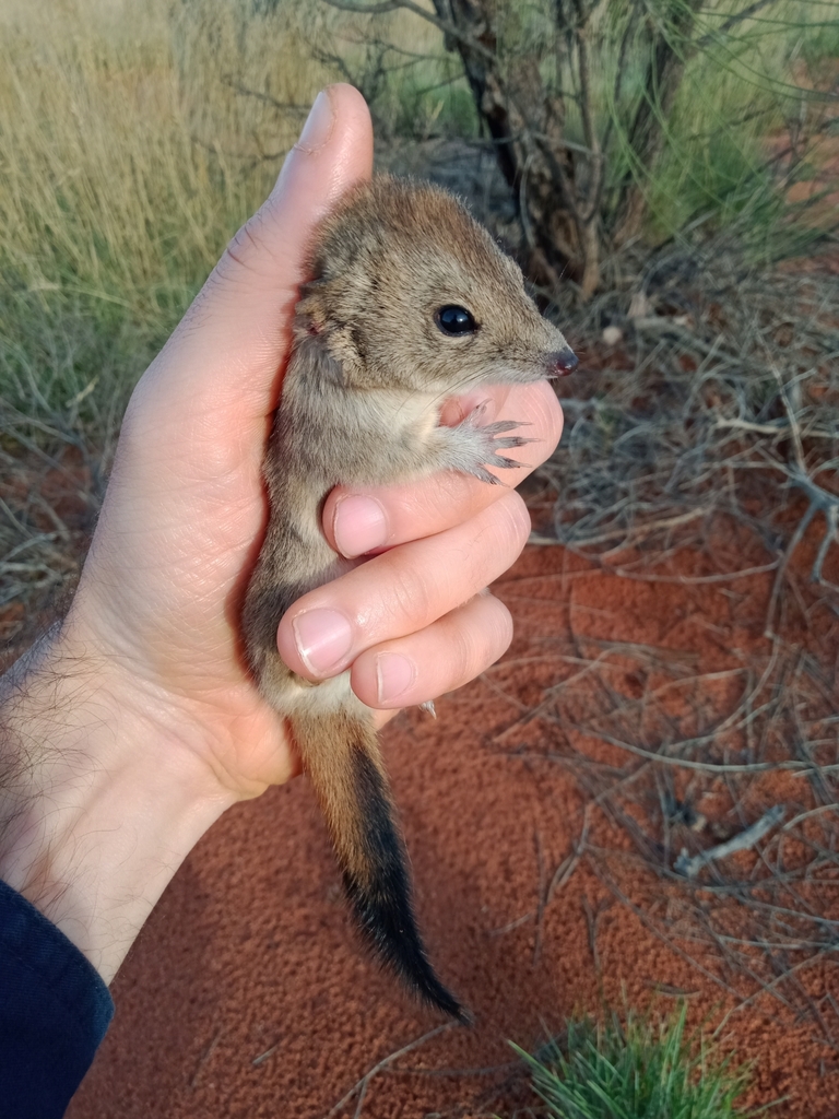 Brush-tailed Mulgara in April 2023 by Owen Lishmund. Caught in pitfall ...