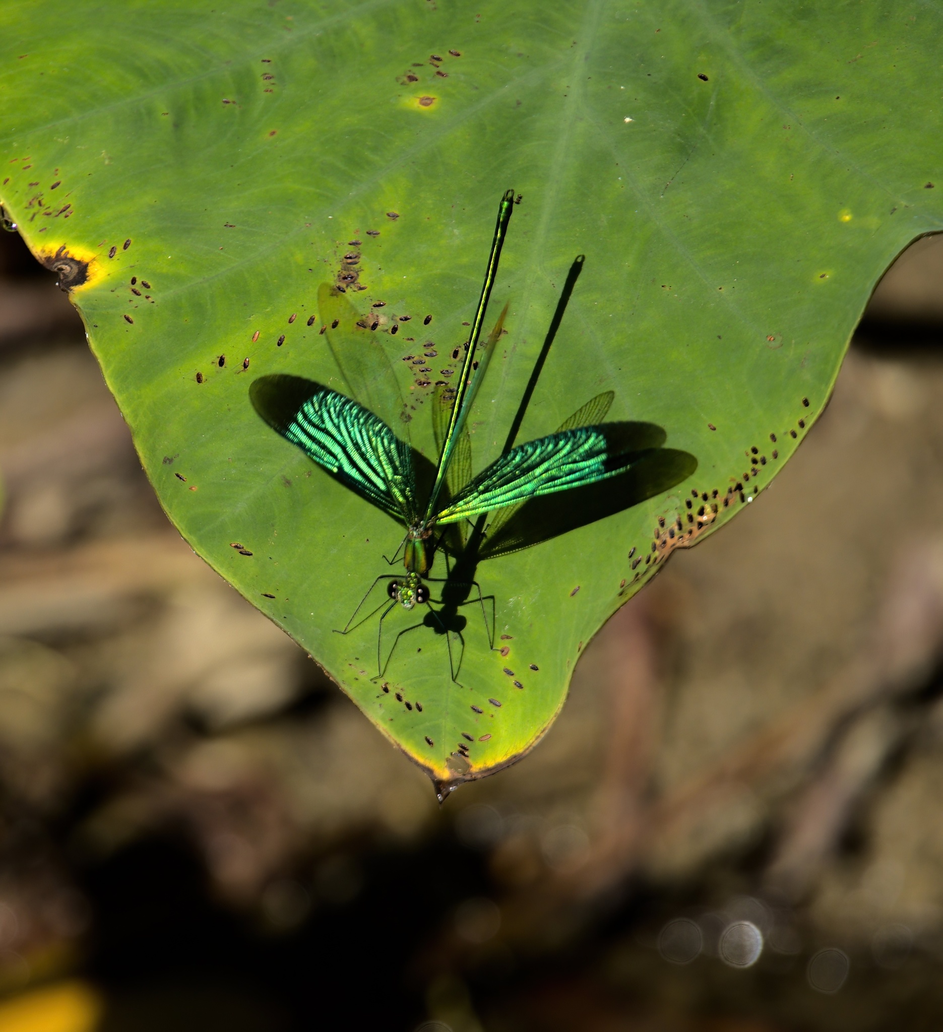 Neurobasis Selys-Longchamps, 1853