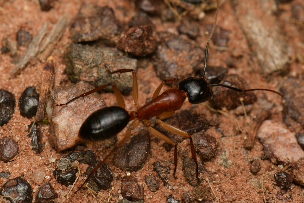Black-headed Sugar Ant from Kingower VIC 3517, Australia on April 20 ...
