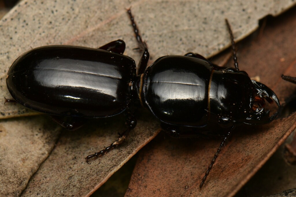 Carenina from Kingower VIC 3517, Australia on April 20, 2023 at 08:22 ...