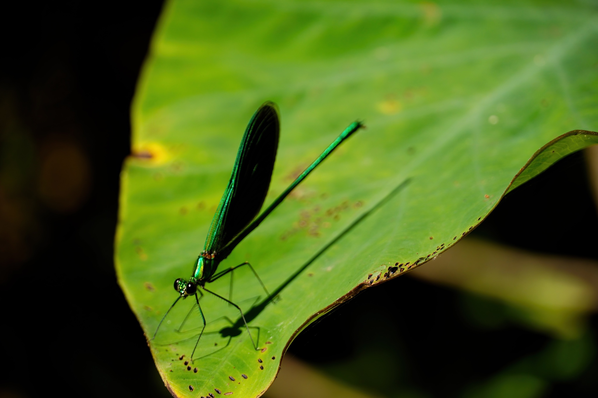 Neurobasis Selys-Longchamps, 1853