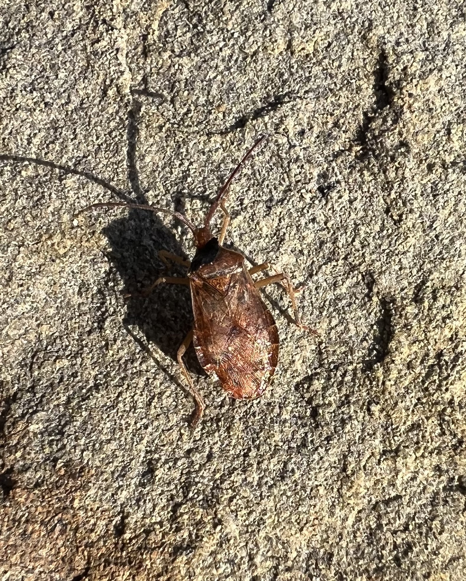 Homoeocerus Burmeister, 1835