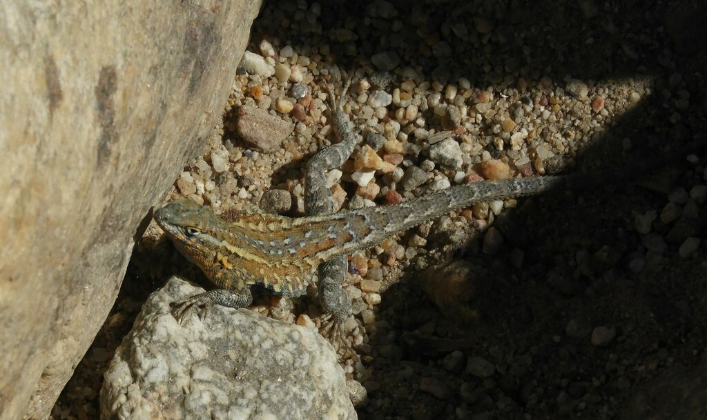 Western Side-blotched Lizard from San Diego County, CA, USA on April 20 ...