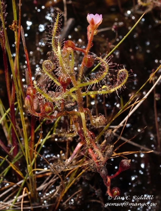 Drosera indica (Plants of Yourka Bush Heritage Reserve) · iNaturalist ...