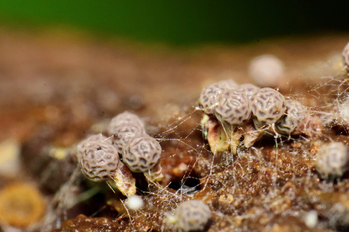 Diderma fallax · iNaturalist