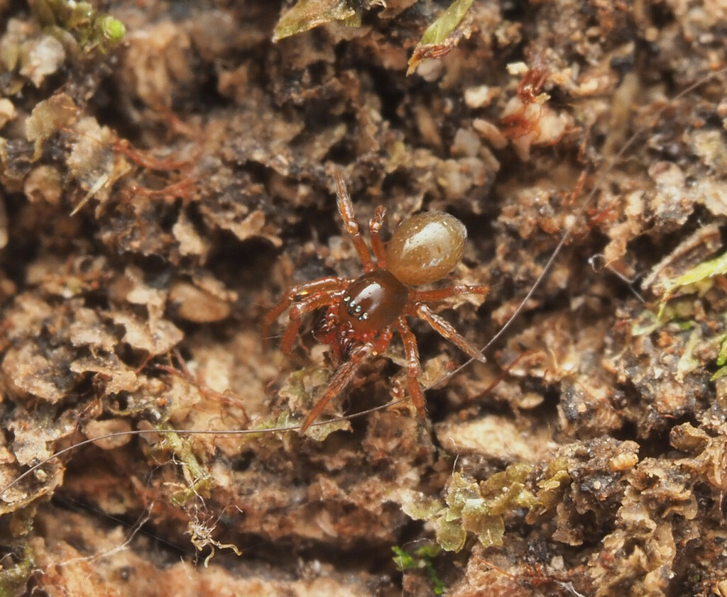 shield spiders from Bellthorpe QLD 4514, Australia on April 22, 2023 by ...