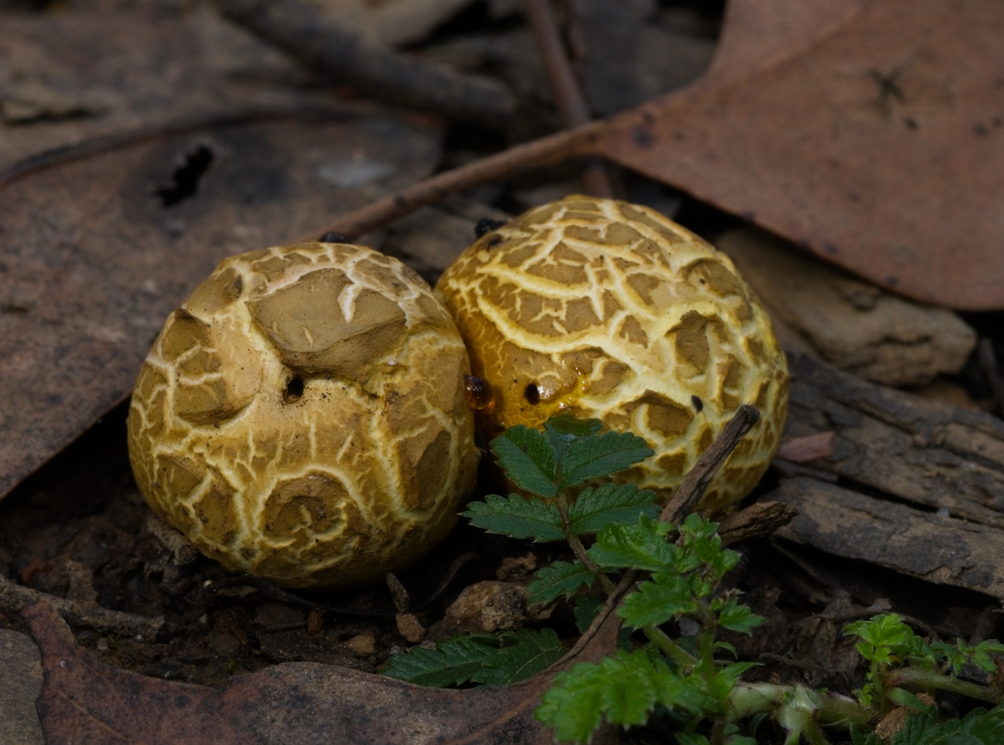 Scleroderma cepa Pers.