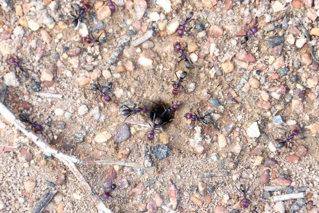 Southern Meat Ant from Melbourne VIC, Australia on April 14, 2023 at 02 ...