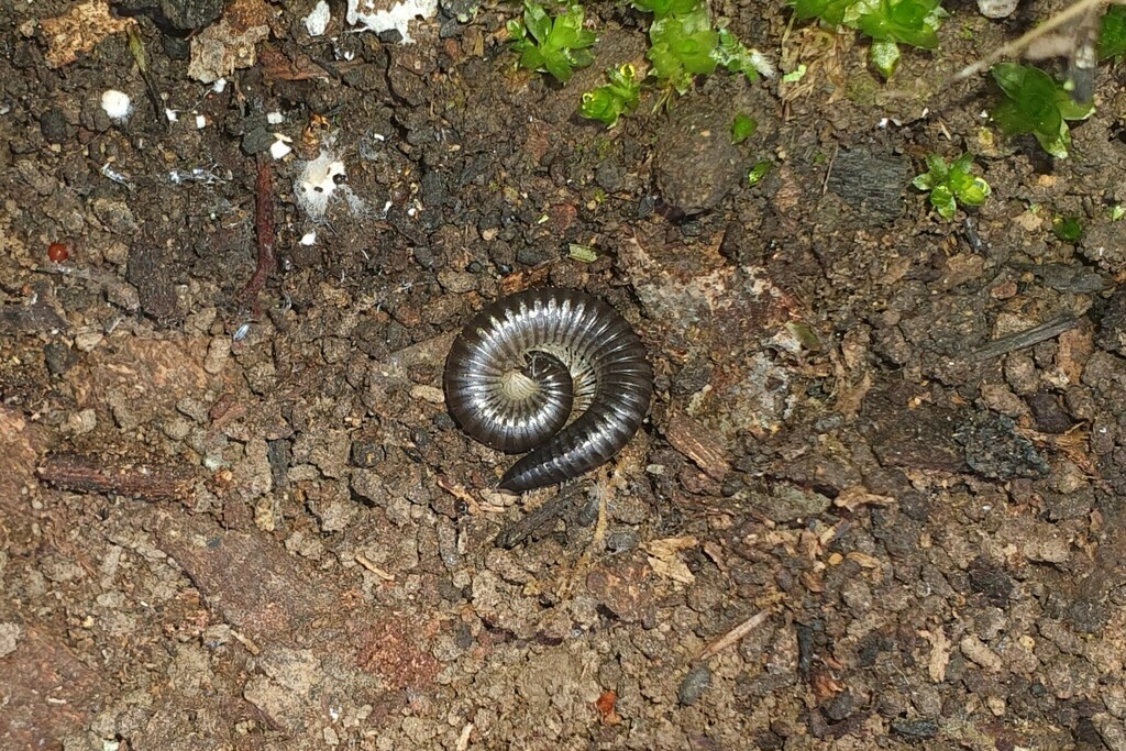 Portuguese Millipede from Melbourne VIC, Australia on April 23, 2023 at ...