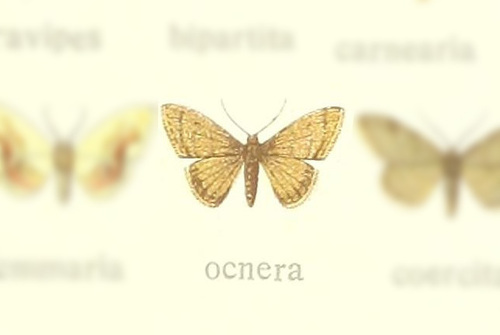 Idaea ocnera · iNaturalist