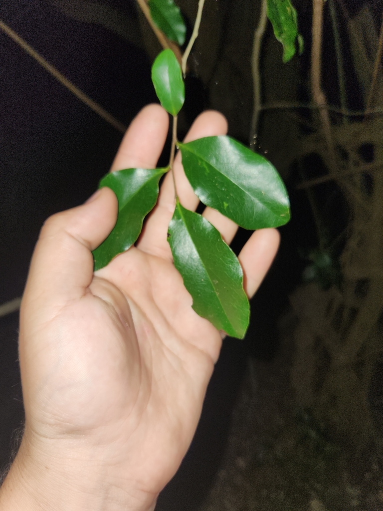 scaly ebony from Kalpowar camping area (Gladstone), Kalpowar State ...