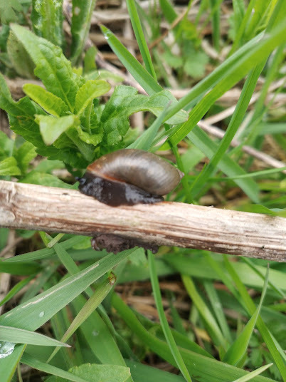 Succinea putris (Linnaeus, 1758)