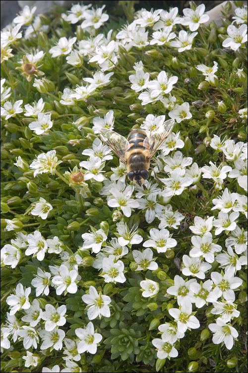 Fringed Sandwort (005 Spickzettel kleine Arten in Hessen im Frühjahr ...