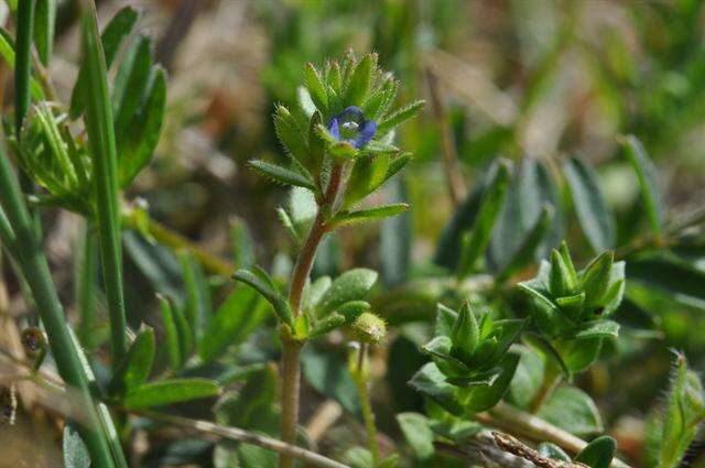Spring Speedwell (005 Spickzettel kleine Arten in Hessen im Frühjahr ...