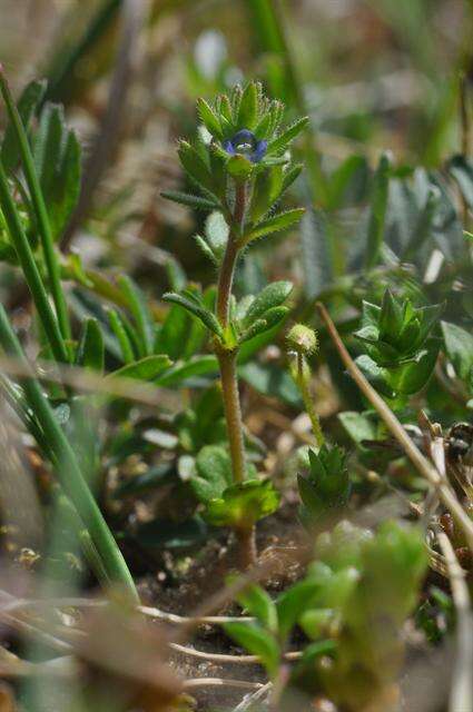 Spring Speedwell (005 Spickzettel kleine Arten in Hessen im Frühjahr ...