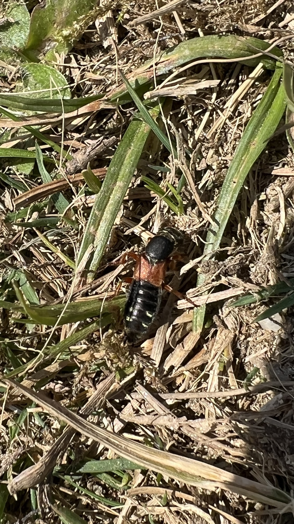 Staphylinus erythropterus Linnaeus, 1758