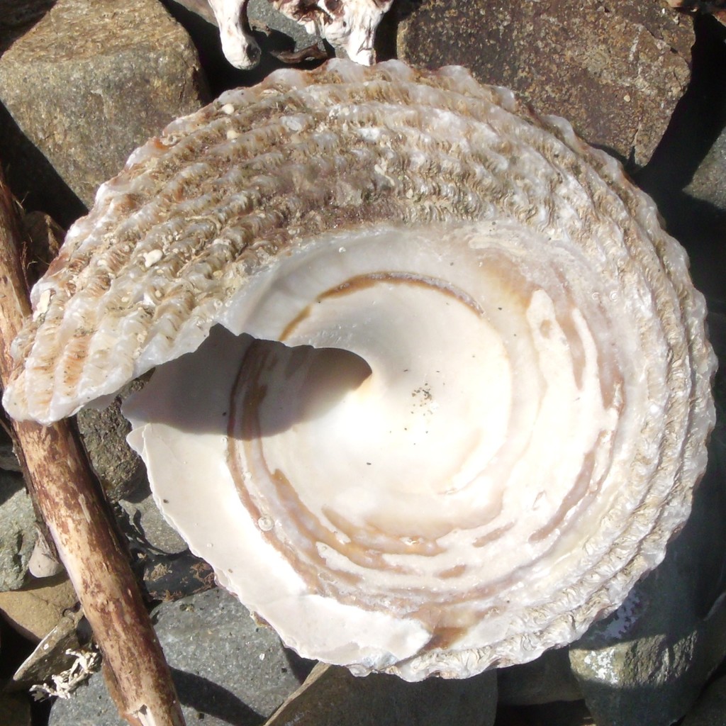 Cook's Turban from Island Bay, Wellington 6023, New Zealand on October ...