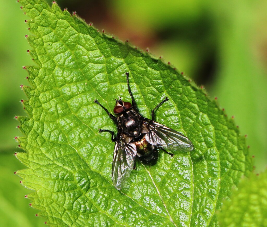 Blow Flies from 8216 Poljane pri Mirni Peči, Slovenia on April 23, 2023 ...