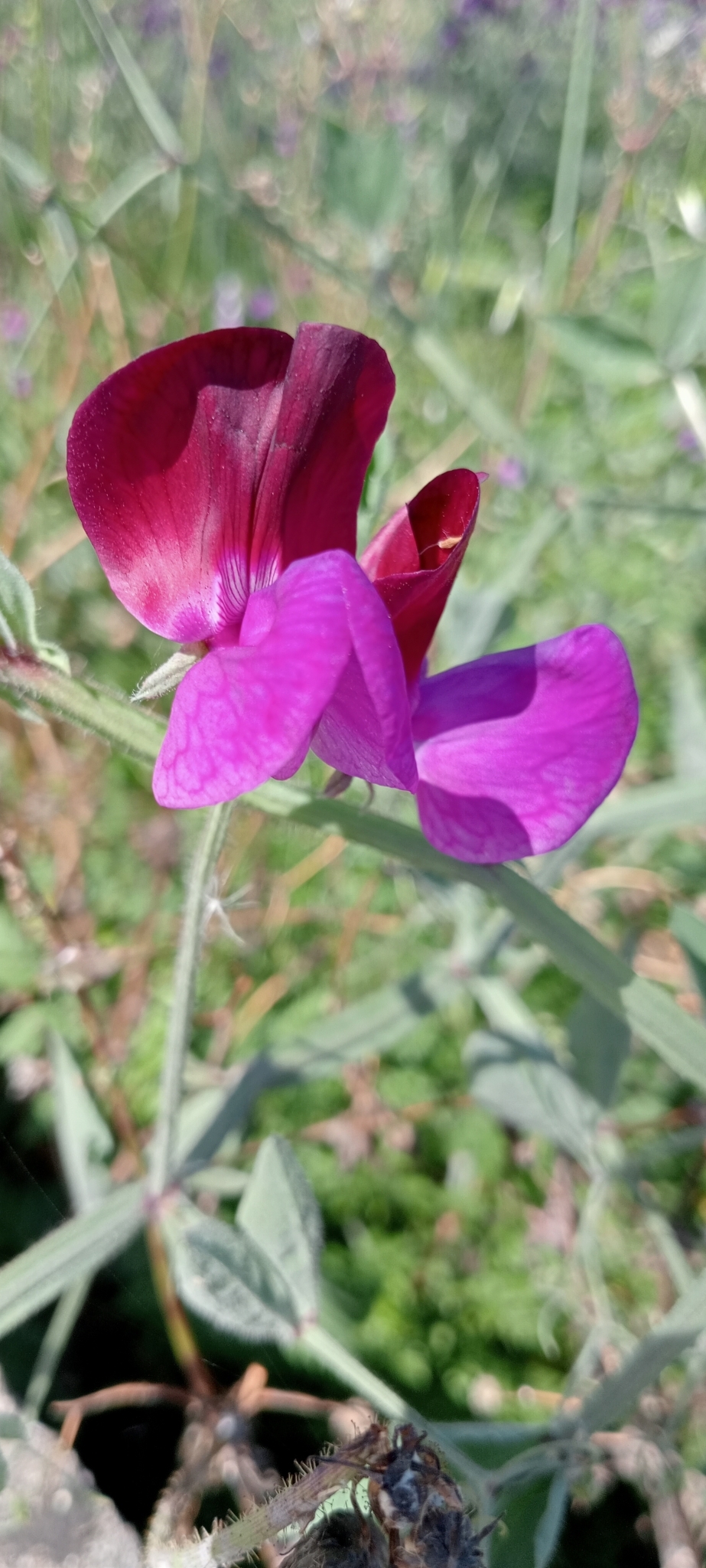 Lathyrus odoratus L.
