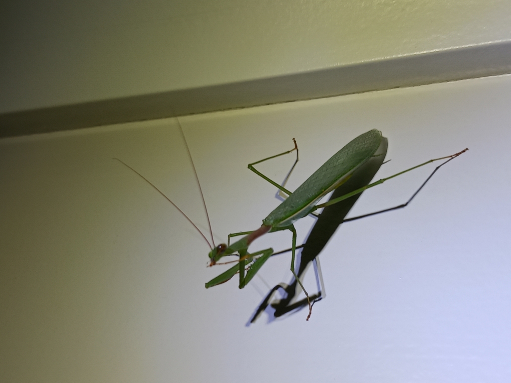 South African Mantis in April 2023 by Richard Smale · iNaturalist