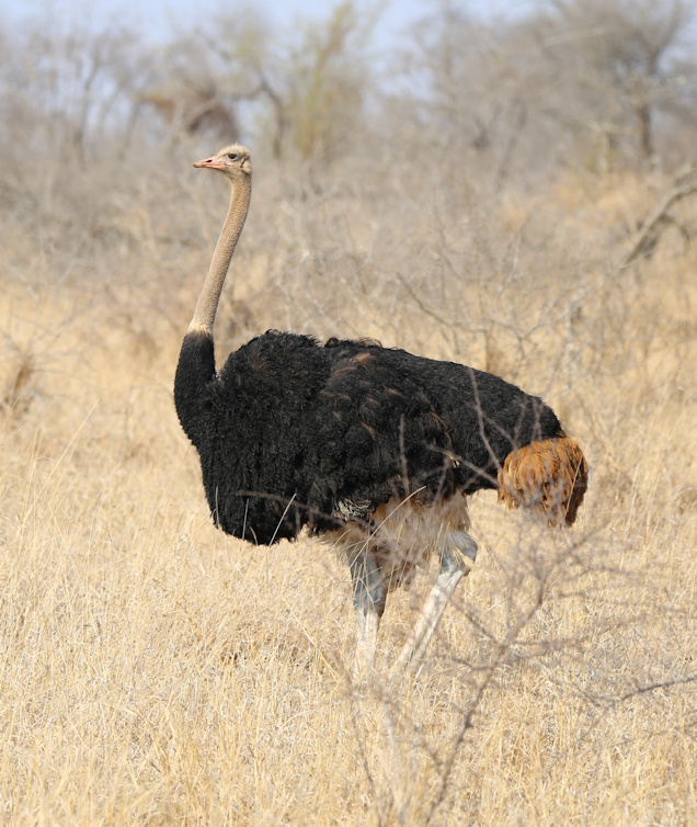 Southern Ostrich (Struthio camelus australis) - Avian Discovery